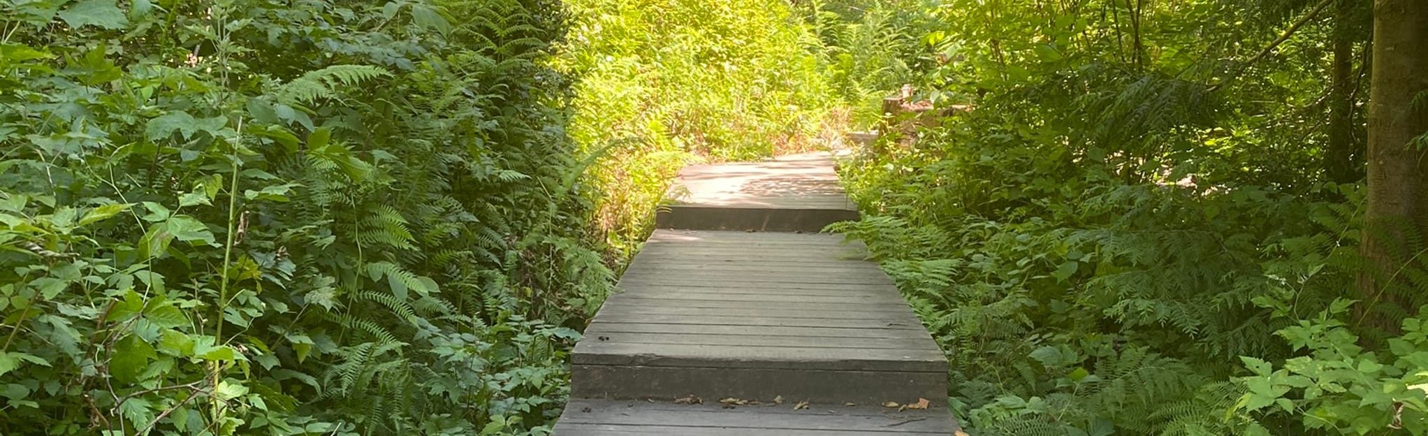 Sword Fern, Shell Creek, and Yost to Pine Ridge Loop: 51 Reviews, Map ...