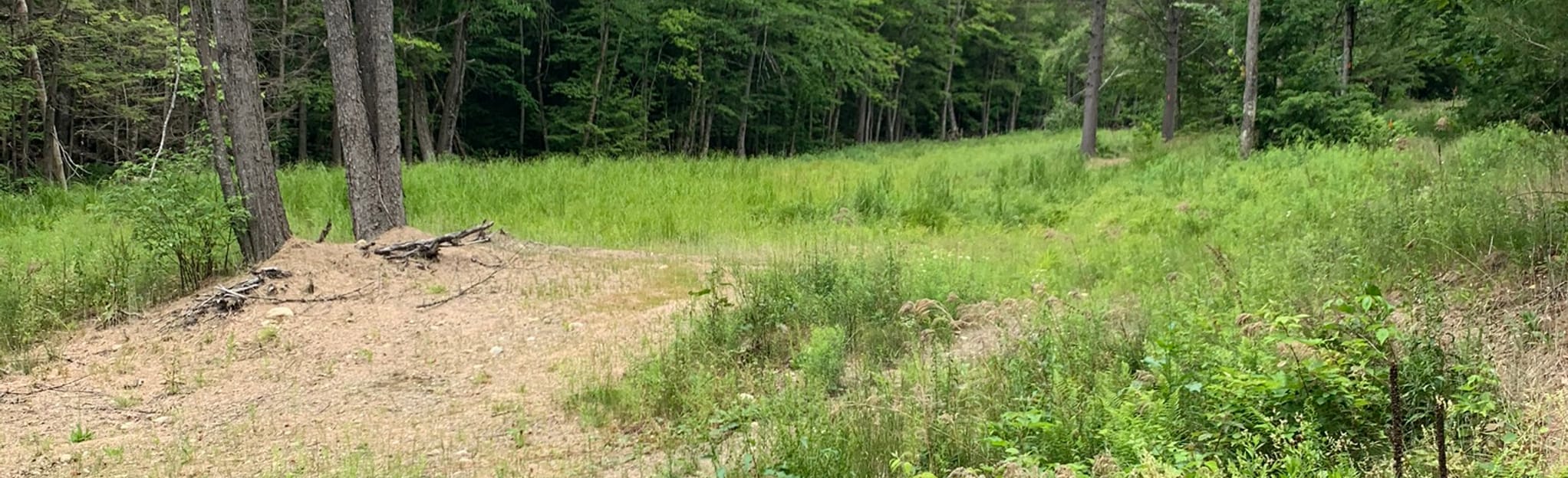 Lyon Brook Trail, New Hampshire - 34 Reviews, Map | AllTrails