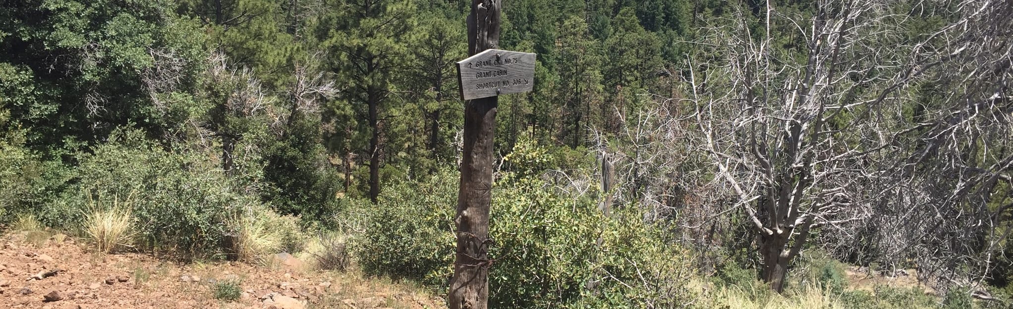 P Bar Lake and White Oak Spring Trail: 4 Reviews, Map - Arizona | AllTrails