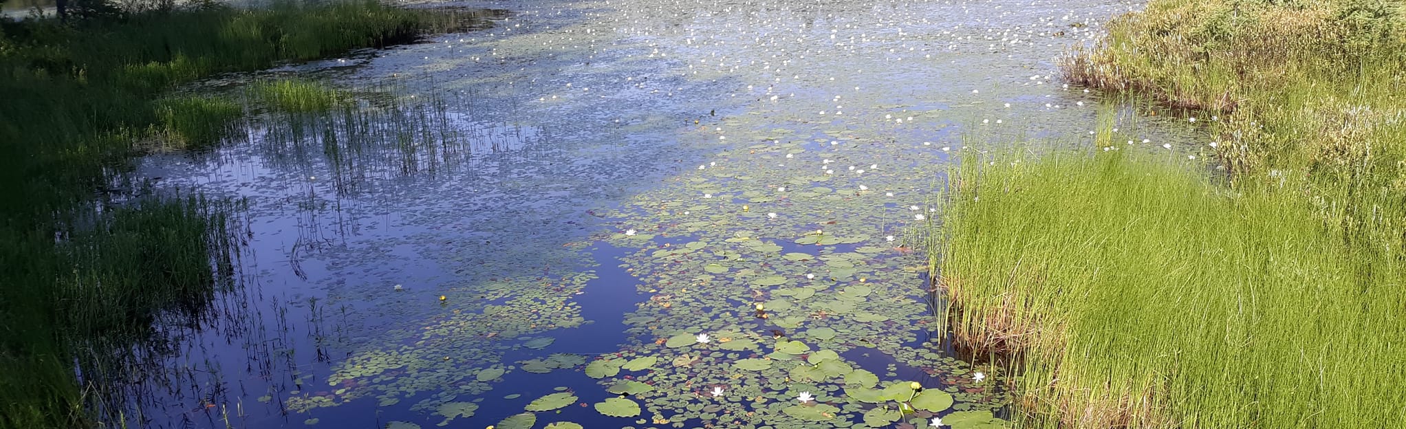 Glidden Lake Loop, Michigan - 21 Reviews, Map | AllTrails