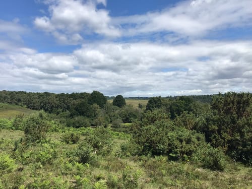 Best 10 Hikes and Trails in New Forest National Park | AllTrails