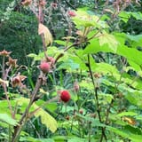 Scappoose Bay Marine Park Nature Trail and Kayak Launch, Oregon - 33 ...