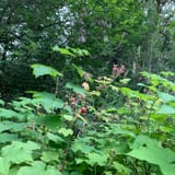 Scappoose Bay Marine Park Nature Trail and Kayak Launch, Oregon - 33 ...
