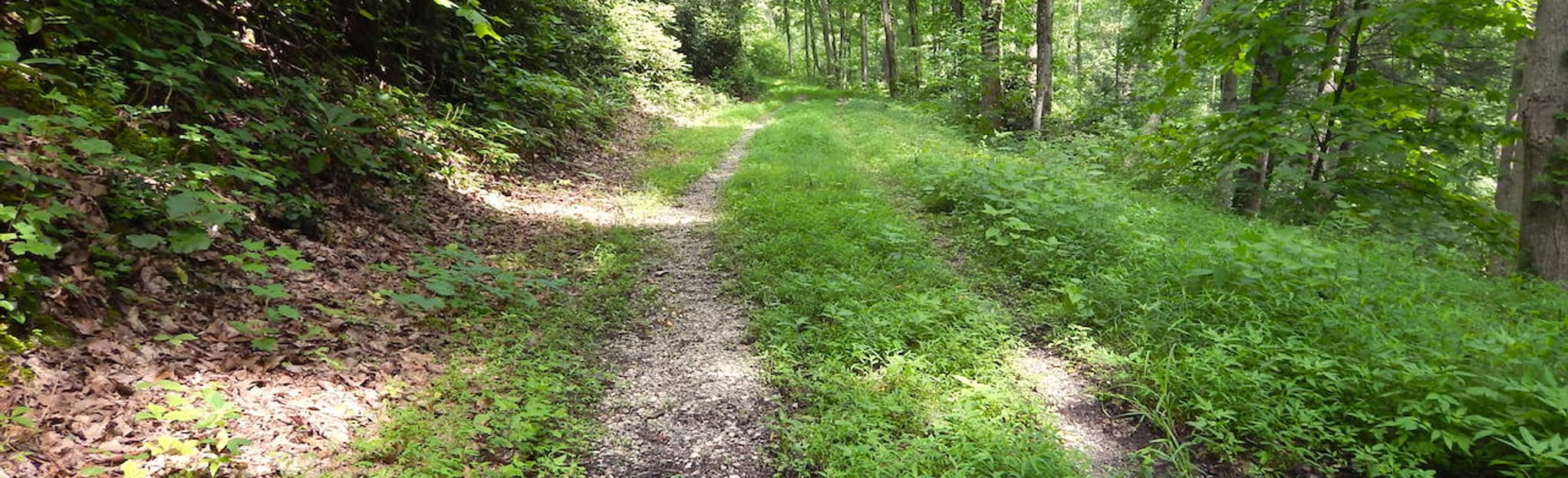 Burnett Gap Trail: 10 Reviews, Map - Tennessee | AllTrails