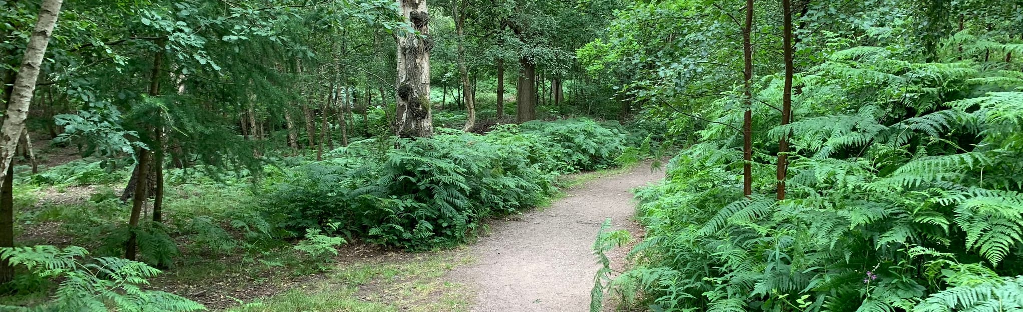 Oxhey Woods Circular: 38 Reviews, Map - Hertfordshire, England | AllTrails