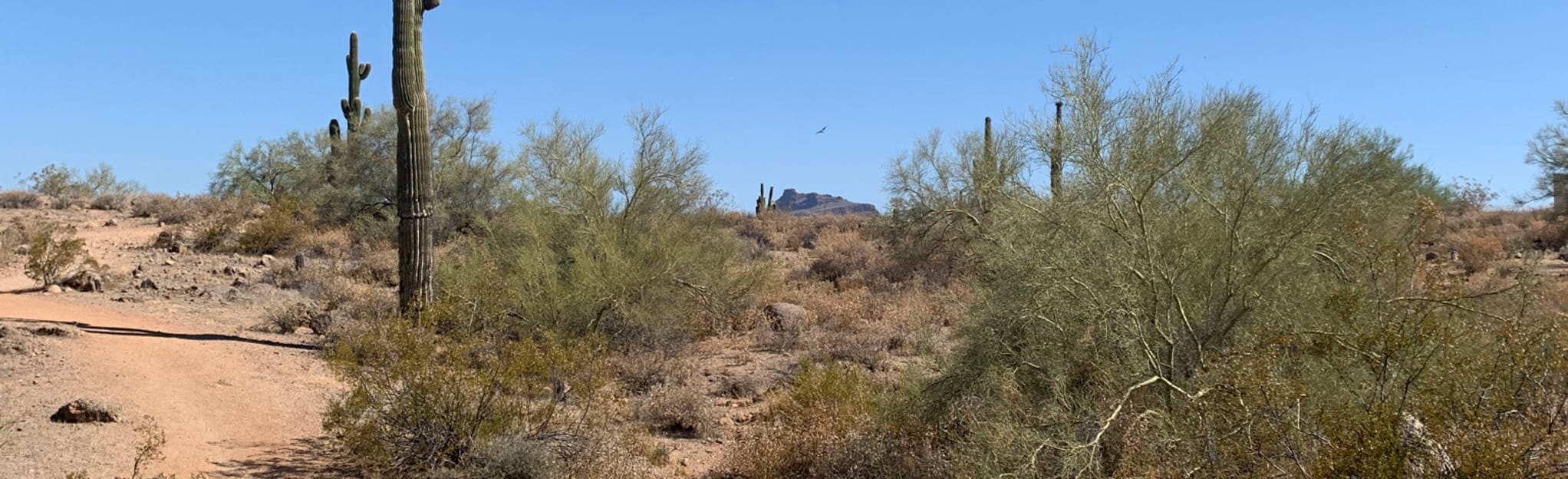 Desert Trails Park Loop: 295 Reviews, Map - Arizona | AllTrails