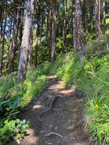 Best Hikes and Trails in Ecola State Park | AllTrails
