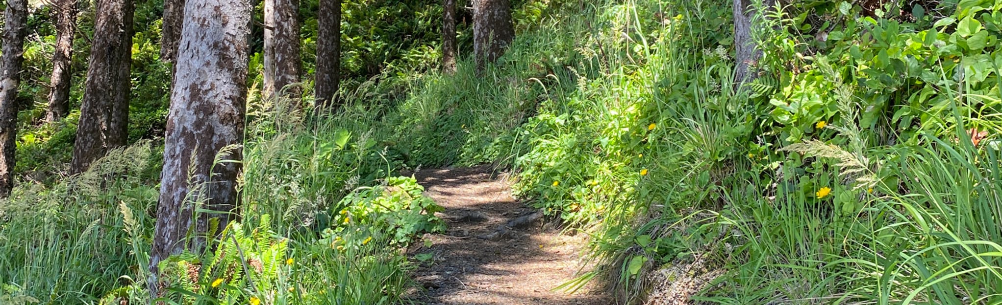 Crescent Beach via Crescent Beach Trail: 56 Reviews, Map - Oregon ...