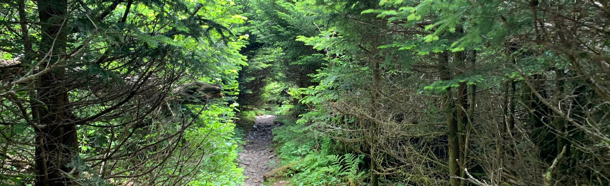 Roan High Knob via Appalachian Trail, North Carolina - 204 Reviews, Map ...