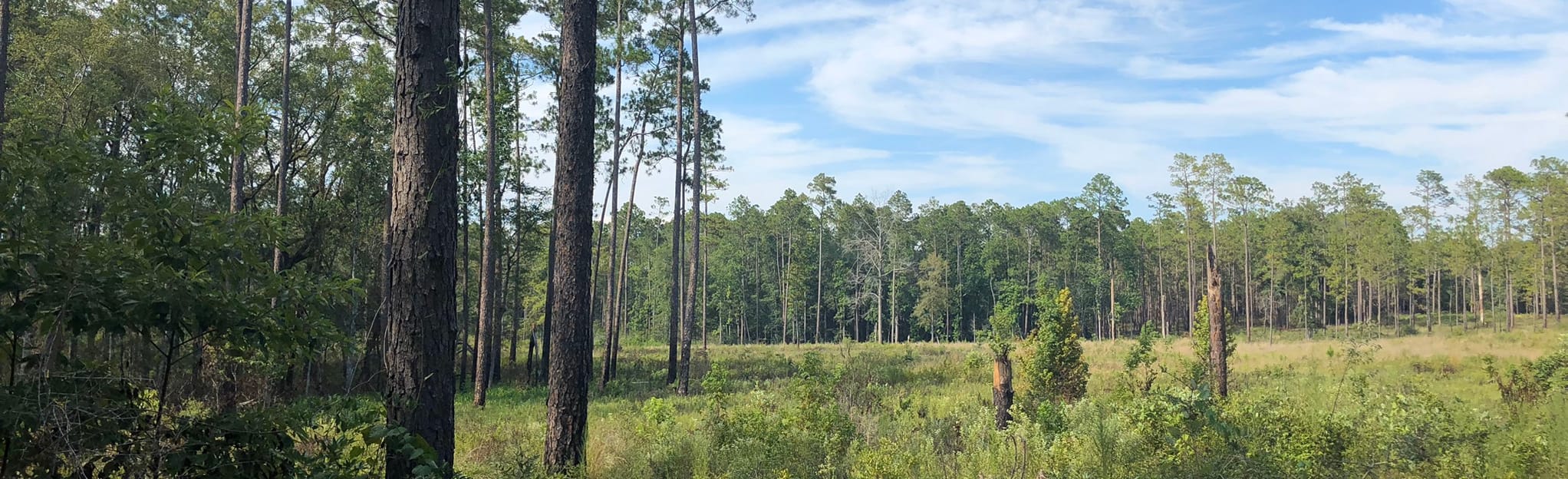 Conecuh Trail South Loop via Open Pond Trailhead, Alabama - 43 Reviews ...