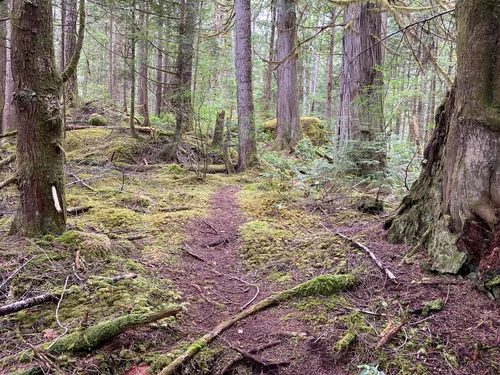 10 Best Trails and Hikes in Powell River A | AllTrails