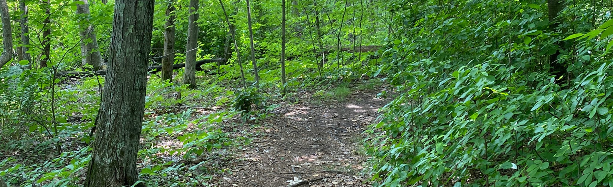 Otis Lippitt, Rowbottom, and Rocky Ridge Loop | Map, Guide - Rhode ...