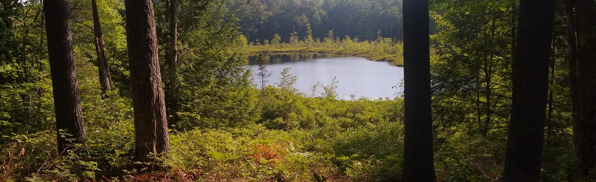 Bog Trail: 135 Reviews, Map - New Hampshire | AllTrails