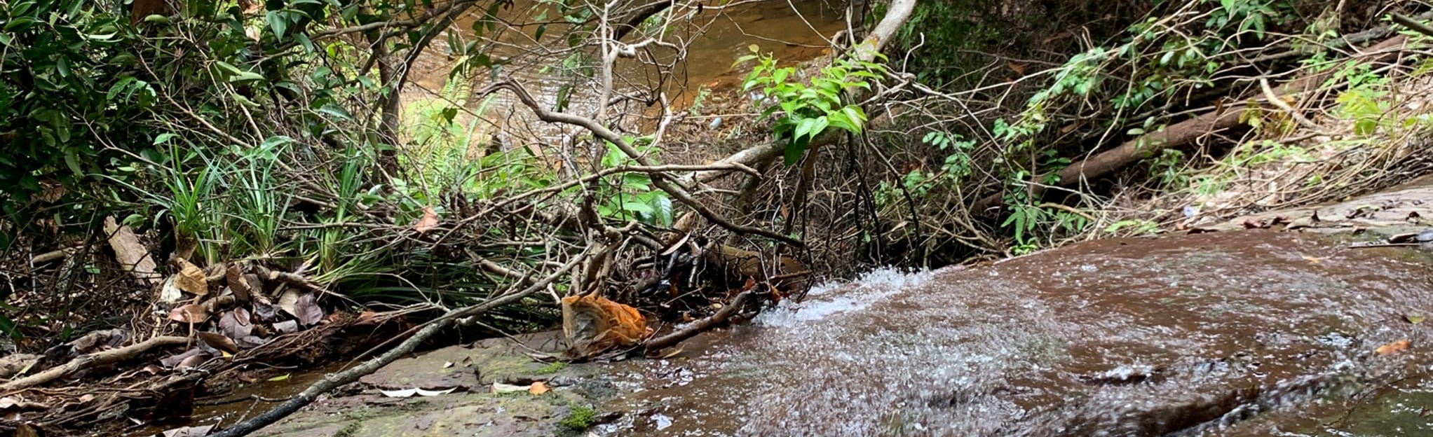 Mentiri Trail, Brunei and Muara, Brunei - 11 Reviews, Map | AllTrails