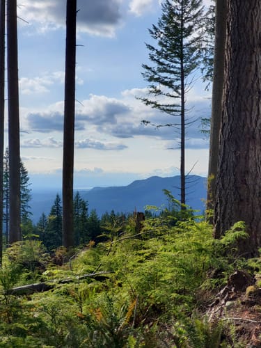 Best 10 Hikes and Trails in Tiger Mountain State Forest | AllTrails