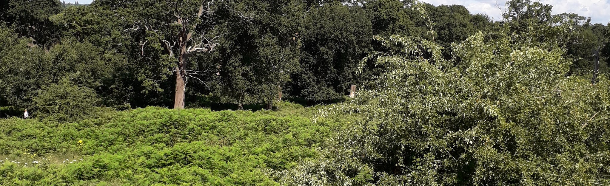 Richmond Park and East Sheen Common Circular - London, England | AllTrails