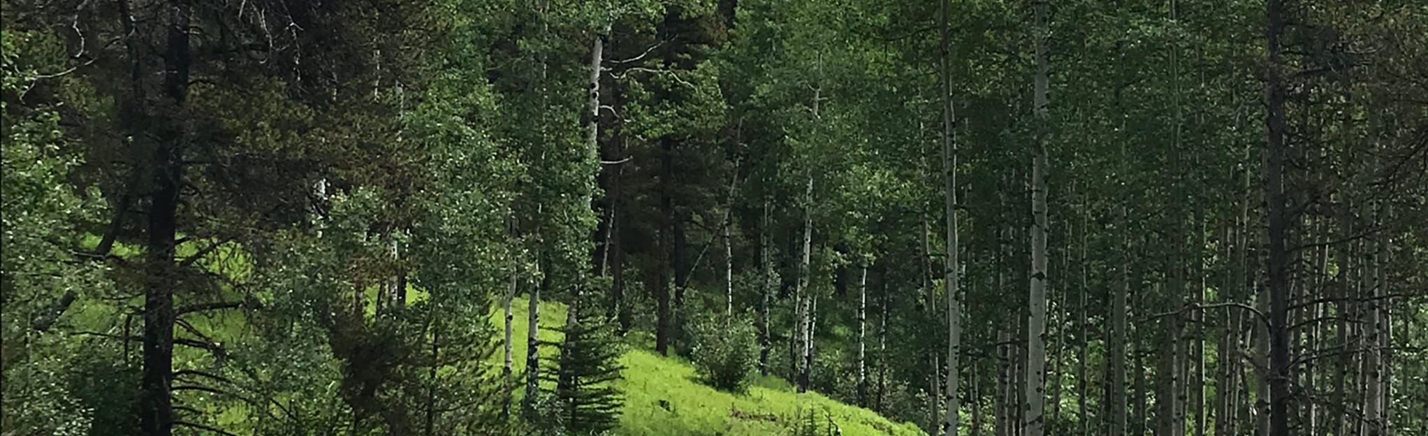 Elbow River Lookout via Snagmore and Elbow Trail Loop: 25 Reviews, Map ...