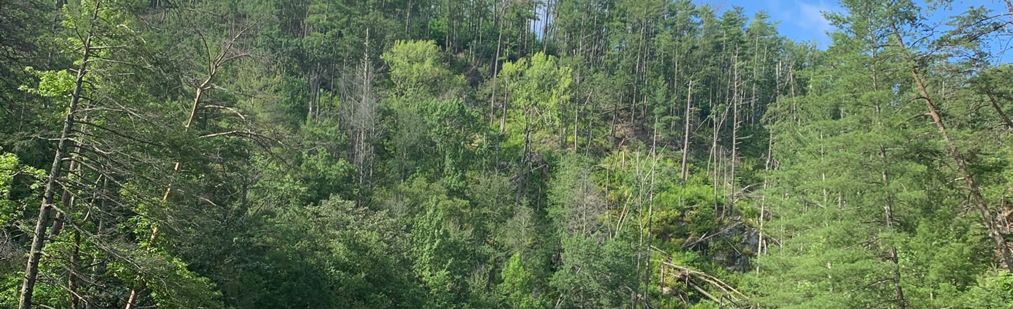 Rice Camp Trail via Beech Bottom Trail: 8 Reviews, Map - Georgia ...