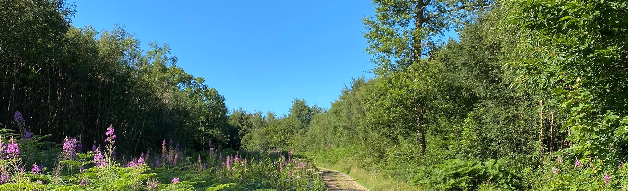 Hucking Woodland Estate Circular, Kent, England - 51 Reviews, Map ...