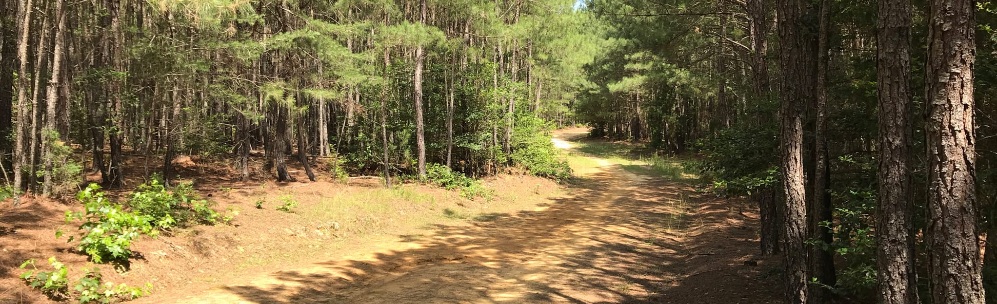 Salem State Forest Loop to Saint Mary's Lake - Maryland | AllTrails