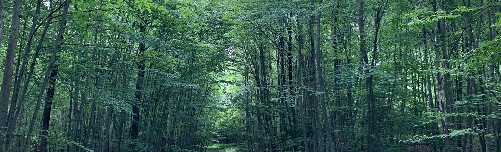 Old Dingman Turnpike Trail, Pennsylvania - 5 Reviews, Map | AllTrails