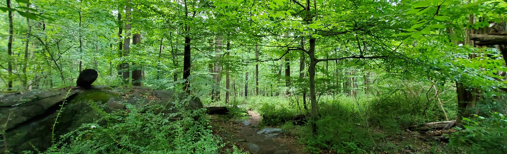 Maple Flats, Pipeline, Ridge Connector, and Tributary Trail Loop, New ...