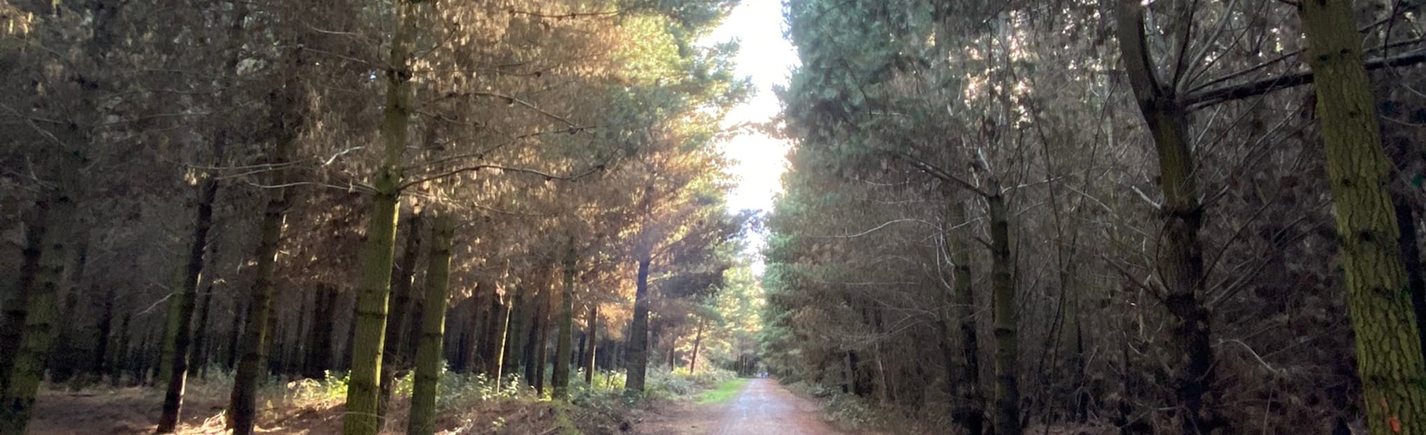 Bottle Lake Forest Blue Track: 162 Reviews, Map - Canterbury, New ...