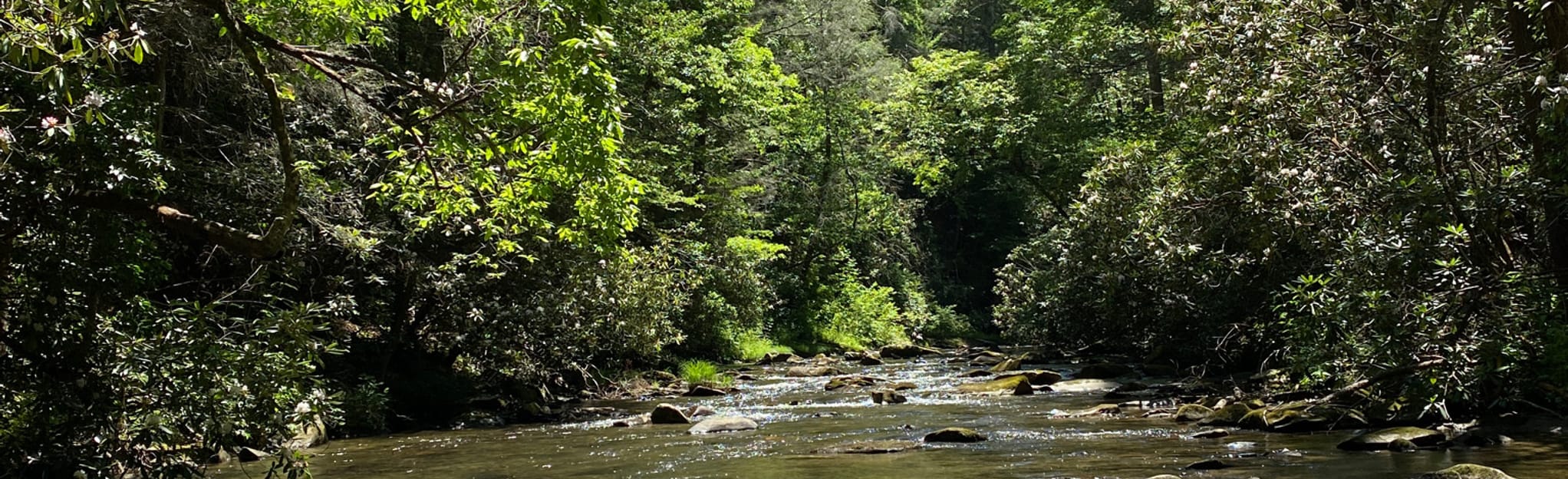 Hemp Top, Big Frog Mountain and Chestnut Mountain Loop, Georgia - 11 ...
