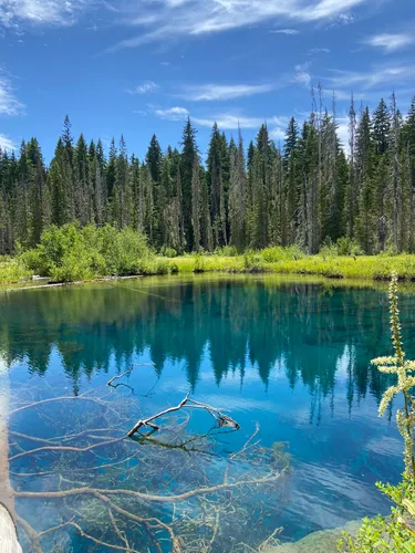 10 Best Kid Friendly Trails in Mount Hood National Forest | AllTrails