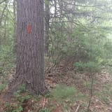 Chuck Keiper Trail: Short Loop, Pennsylvania - 13 Reviews, Map | AllTrails