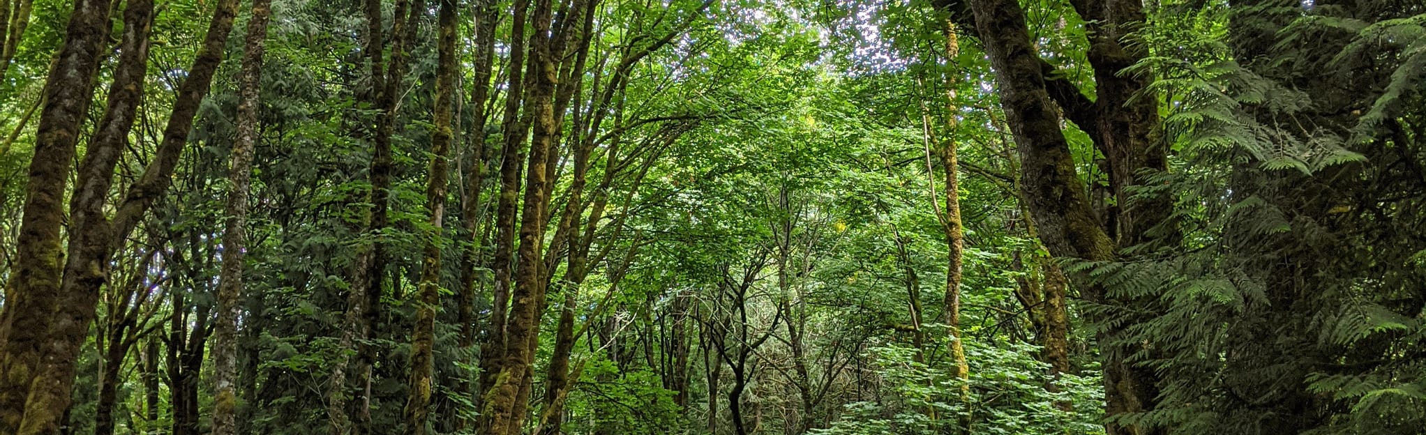Firelane 7, Hardesty, and Ridge Loop, Oregon - 165 Reviews, Map | AllTrails
