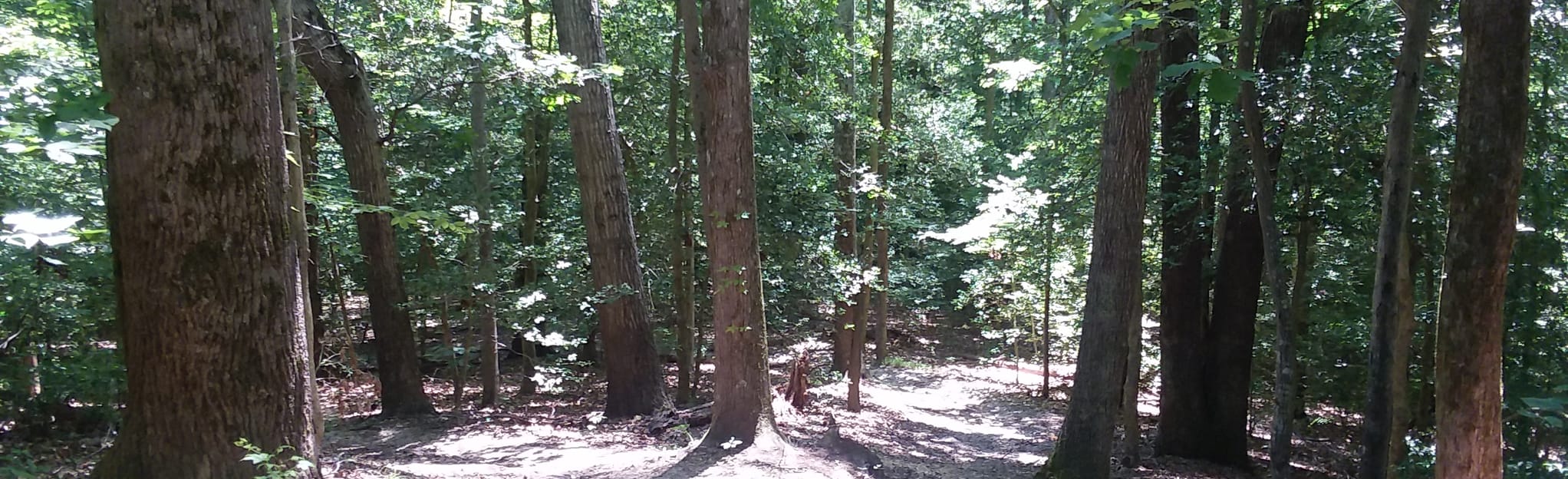 Oak Ridge Park Perimeter, Maryland - 42 Reviews, Map | AllTrails