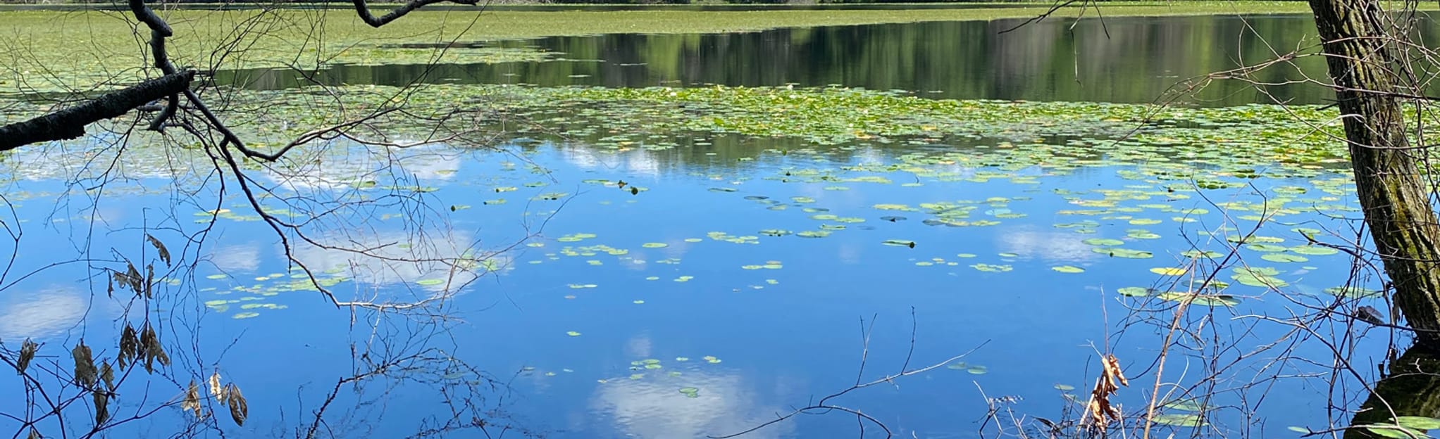 Lone Lake Trail, Minnesota - 306 Reviews, Map | AllTrails