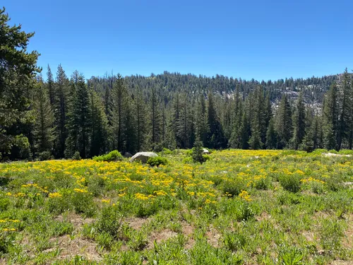 10 Best Backpacking Trails in Emigrant Wilderness | AllTrails