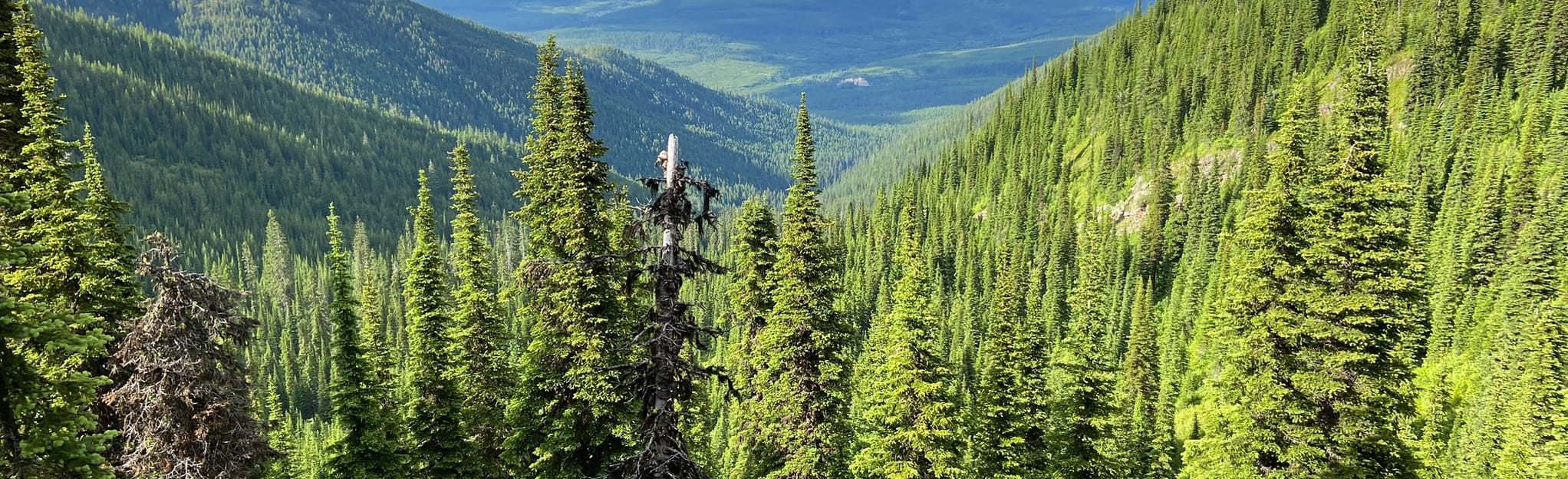 Huckleberry Mountain Lookout, Montana - 498 Reviews, Map | AllTrails