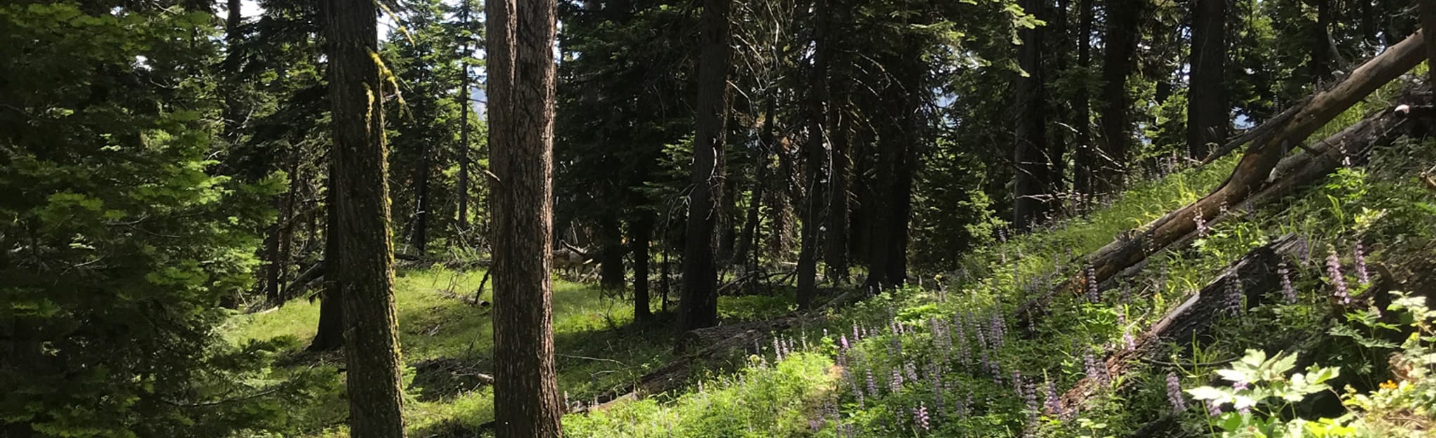 Cedar Grove National Scenic Trail, Oregon - 10 Reviews, Map | AllTrails