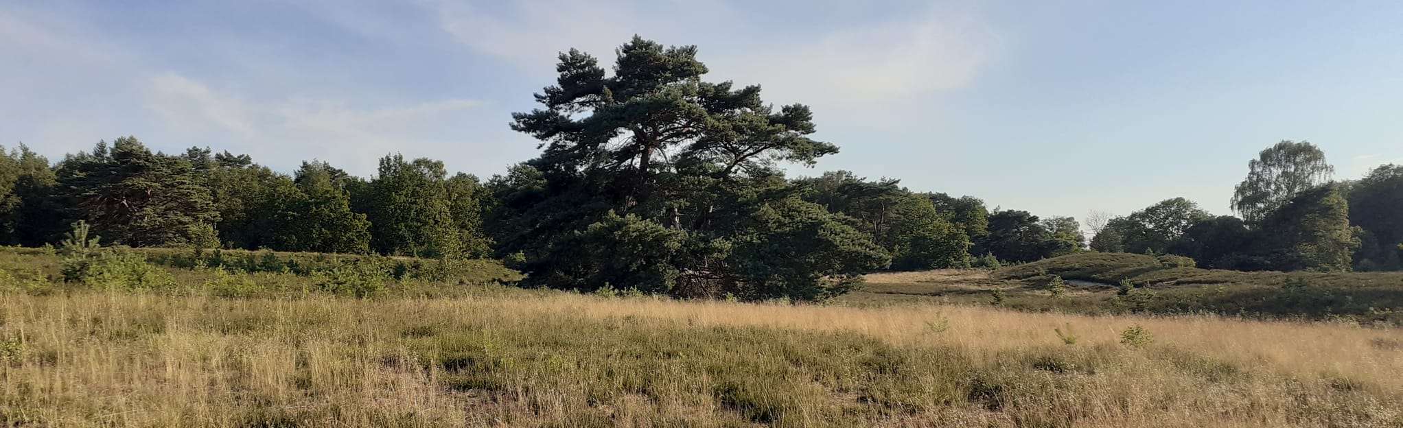 Brunssummerheide Yellow Trail: 7 Reviews, Map - Limburg, Netherlands ...