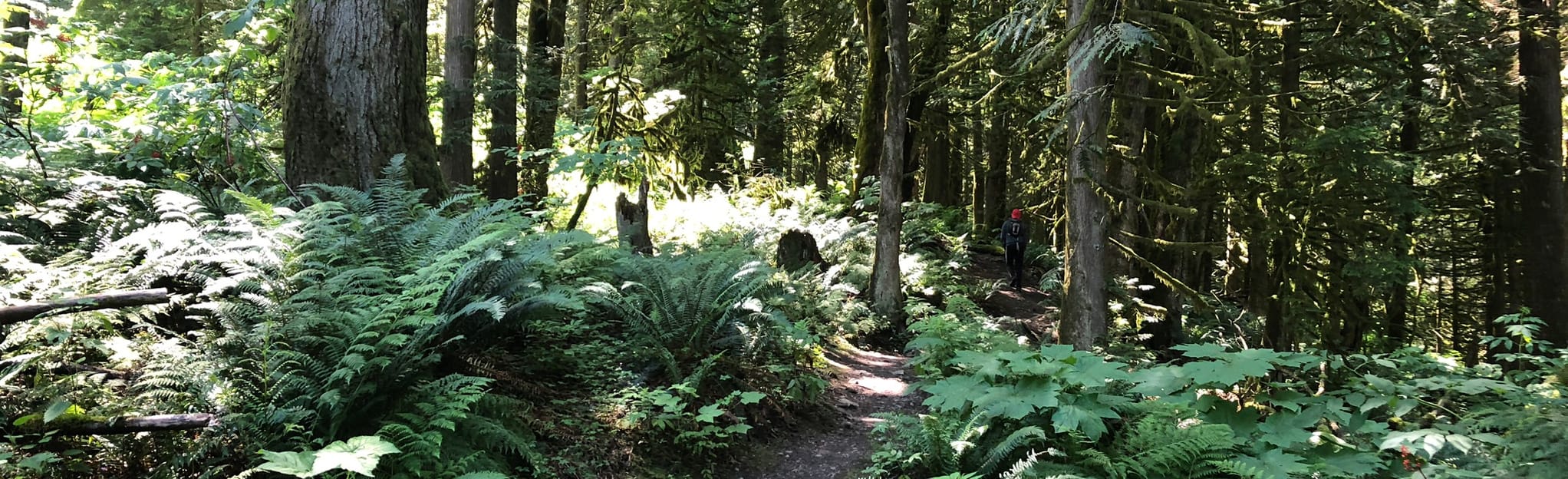 Community Forest Canyon Loop Trail via Thaletel Trail, British Columbia ...