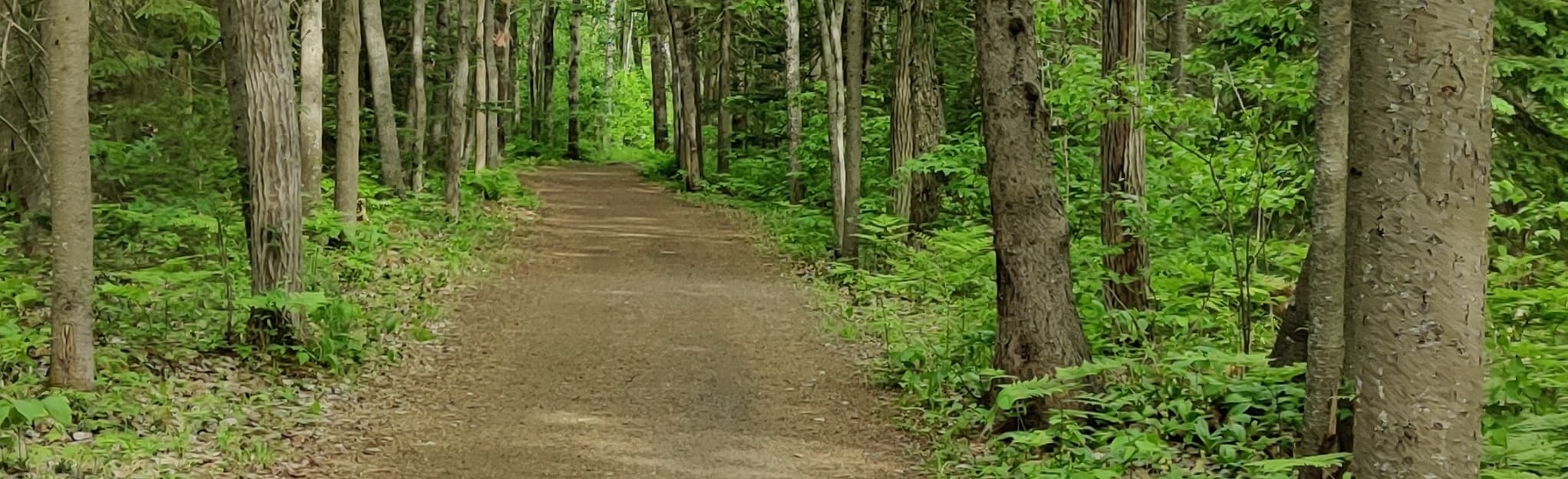 Lynx Loop, New Brunswick, Canada - 214 Reviews, Map | AllTrails