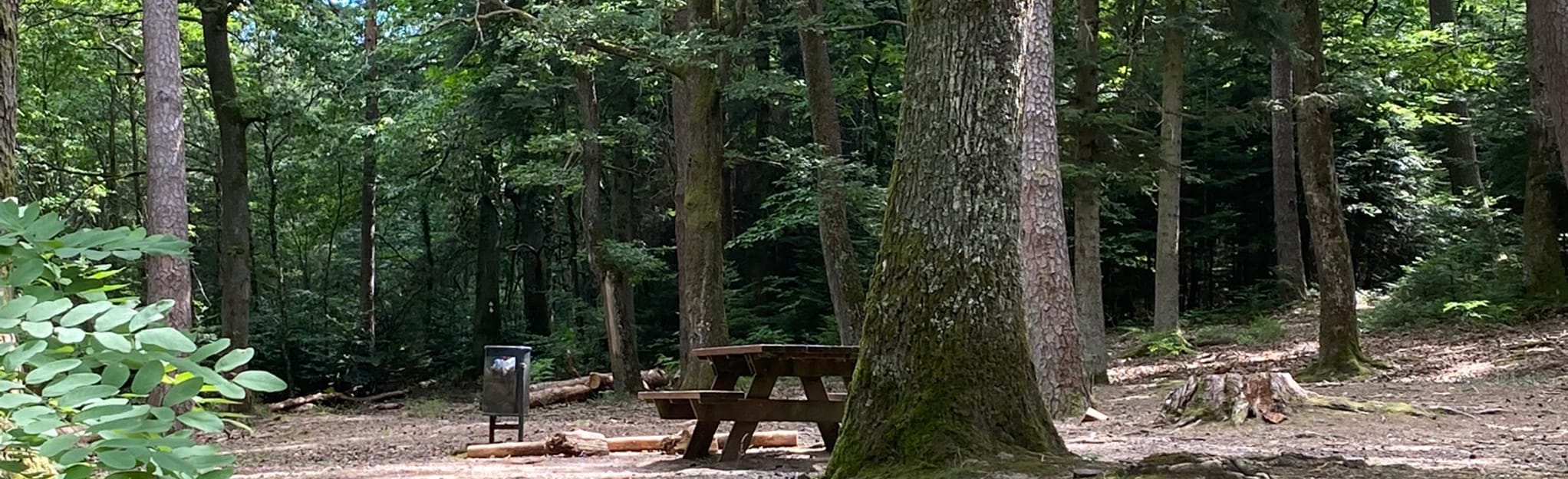 Le Sentier Forestier de l'Axwald - Haut-Rhin, France | AllTrails