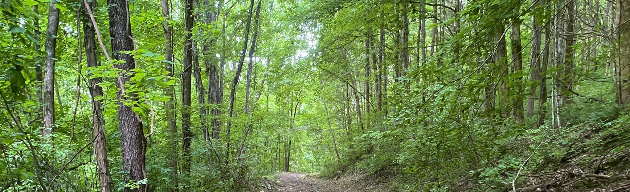 Upper and Lower Lake Trail Loop, Tennessee - 19 Reviews, Map | AllTrails