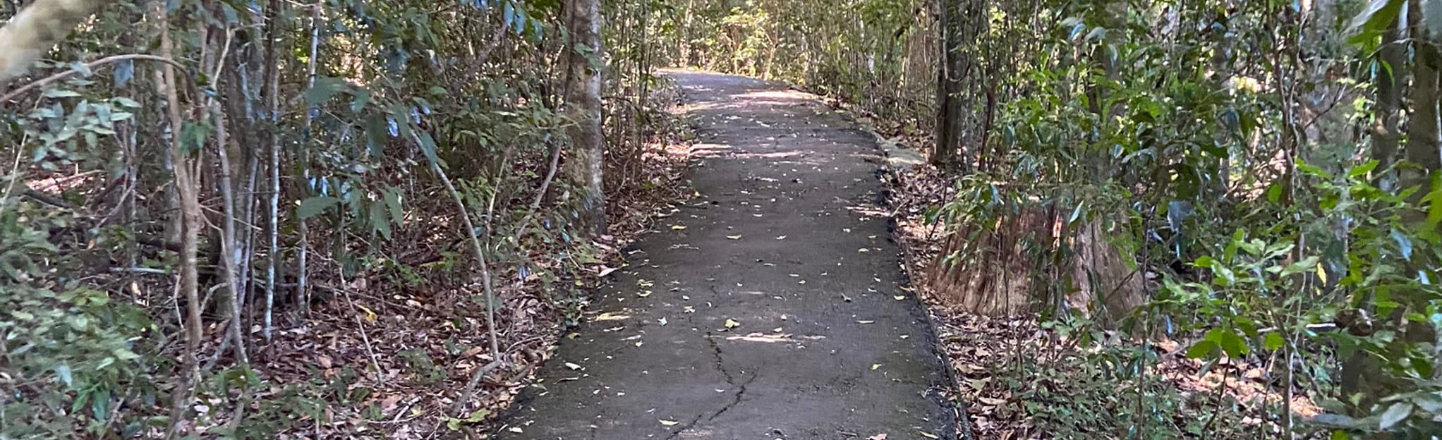 Fig Tree Walk, Queensland, Australia - 25 Reviews, Map | AllTrails