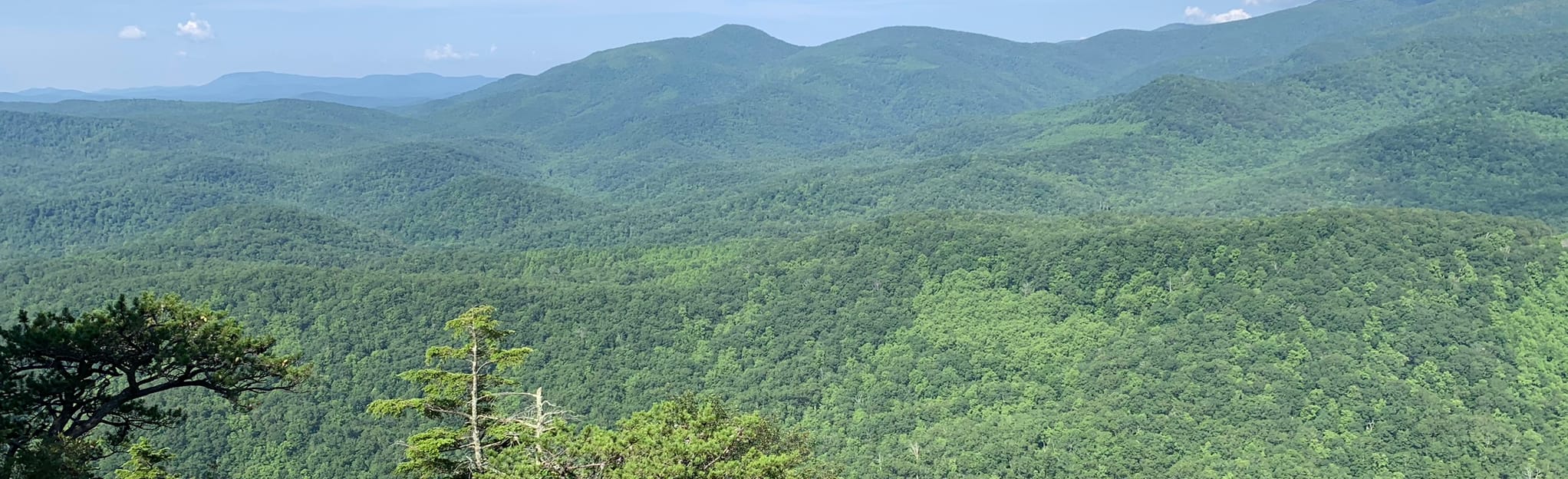 Looking Glass Rock Trail, North Carolina - 6,922 Reviews, Map | AllTrails