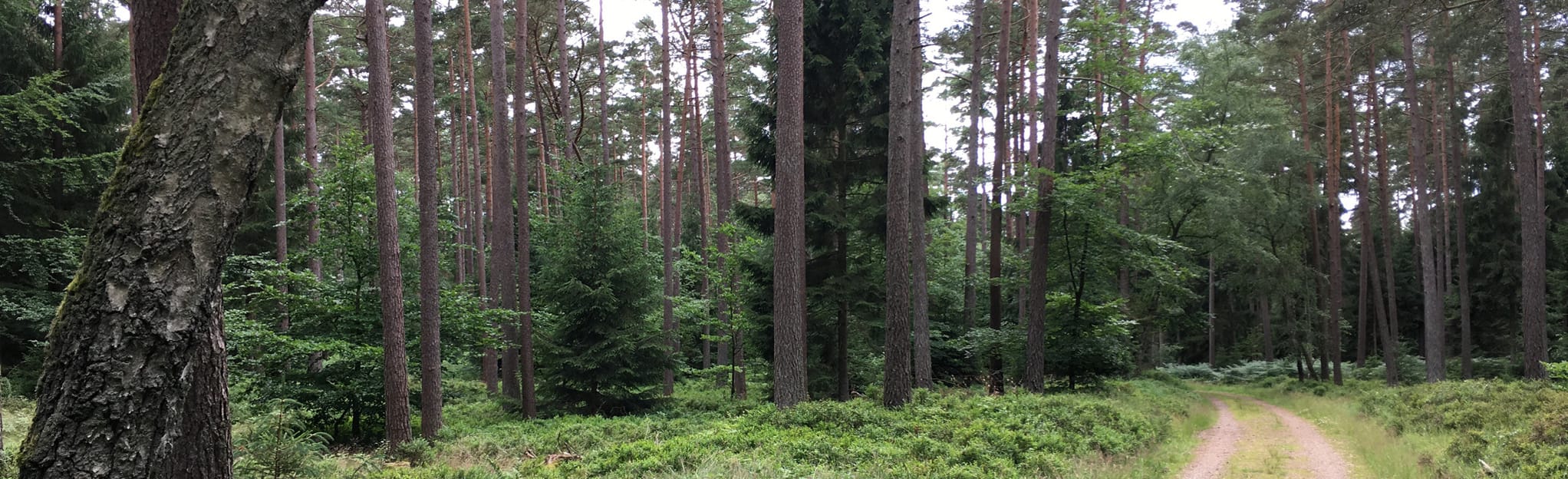 Nordskoven - Orange Rute: 7 Reviews, Map - Central Denmark, Denmark ...