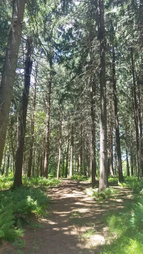 10 Best Hikes and Trails in Forbes State Forest | AllTrails