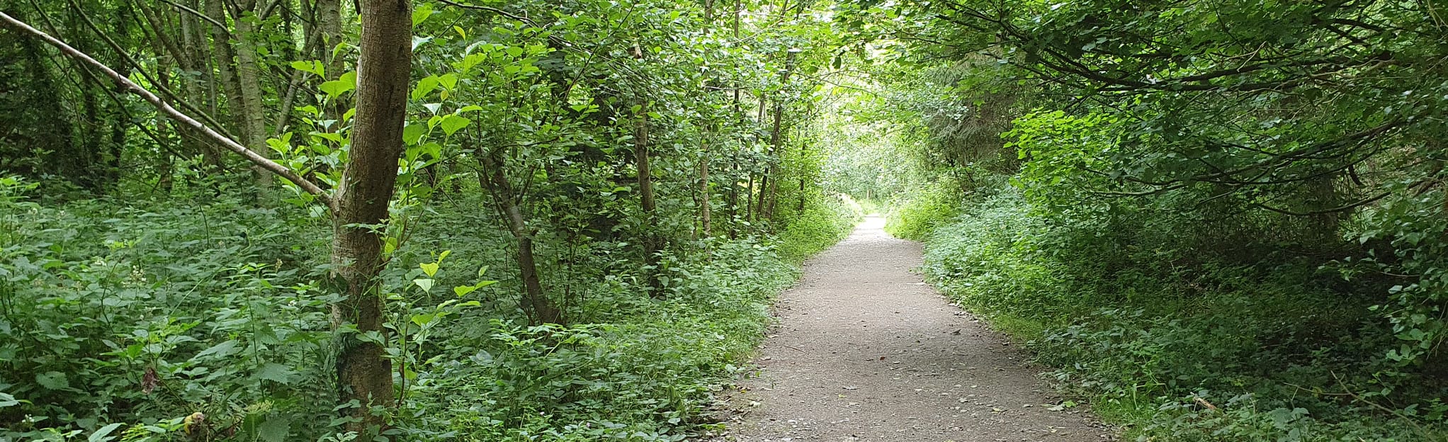 Coillte and Newtownmountkennedy Circular, County Wicklow, Ireland - 32 ...