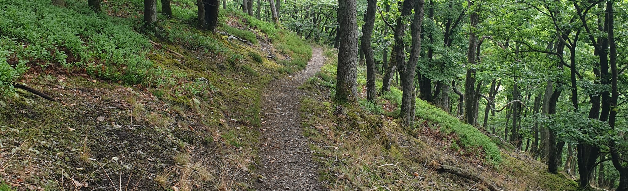 Graf-Georg-Johannes-Weg (Moselsteig Seitensprung): 45 Fotos - Rheinland ...