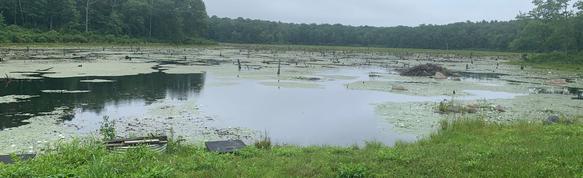 Goodwin Forest Blue-White and Blue Trail Loop: 49 Reviews, Map ...