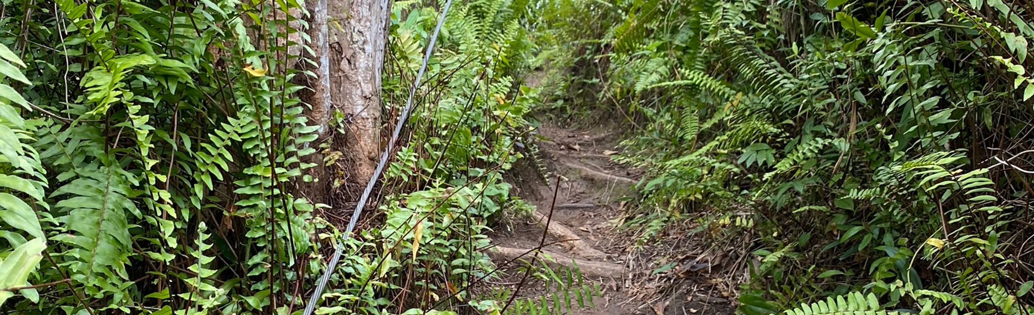 Pico Rodadero Trail: 118 foto - South Region, Porto Rico | AllTrails