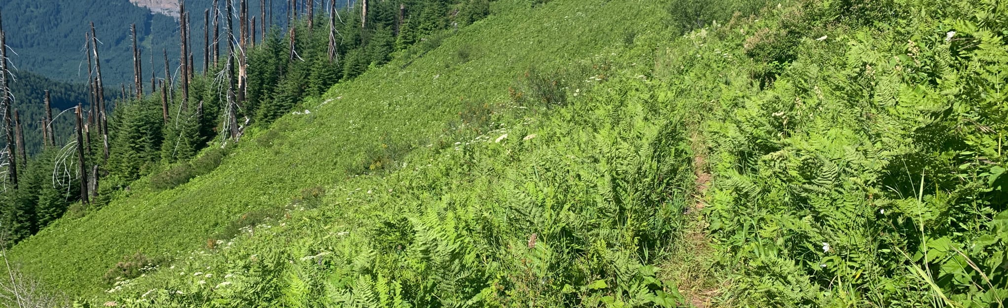 Bunchgrass Ridge East Approach, Oregon - 22 Reviews, Map | AllTrails